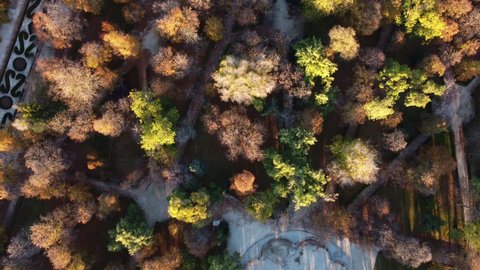 Top Down View Trees Parque Del Stock Footage Video (100% Royalty-free ...