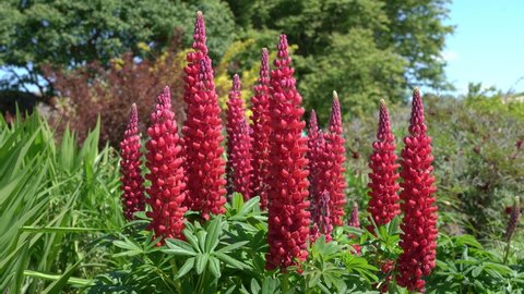 Lupin Lupinus Beefeater Red Spring Summer Stock Footage Video (100% ...