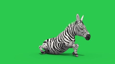 Zebra Green Screen Sleep Real Fur Stock Footage Video (100% Royalty ...