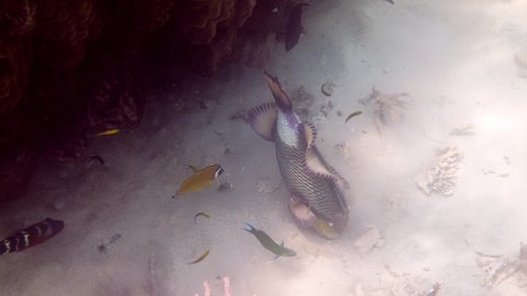 Titan Triggerfish Attack Philippines Stock Footage Video (100% Royalty ...