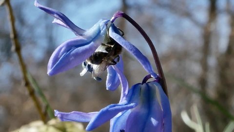 Bee On Scylla Flower Early Spring Stock Footage Video (100% Royalty ...