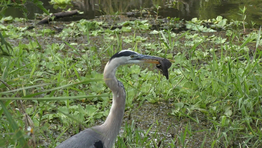 Great Blue Heron Swallowing Fish image - Free stock photo - Public ...