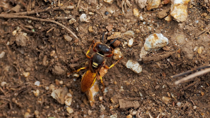 184 Soil wasp Stock Video Footage - 4K and HD Video Clips | Shutterstock