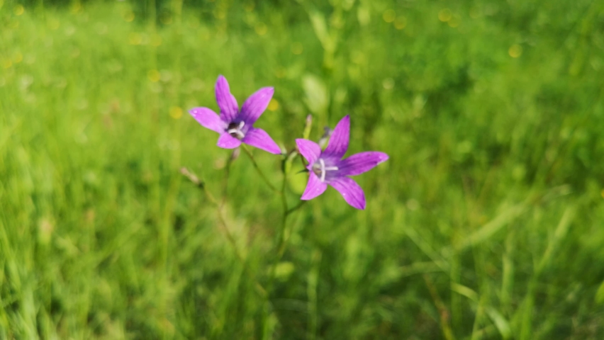 40 Campanula patula flowers Stock Video Footage - 4K and HD Video Clips ...