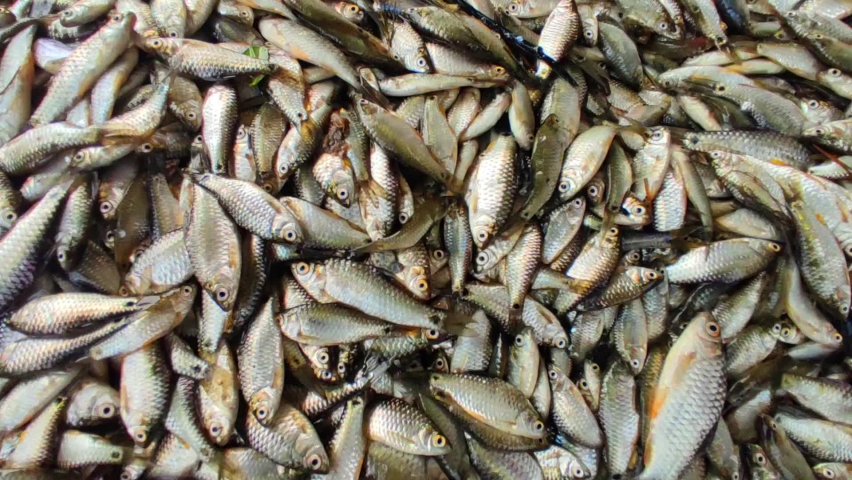 81 Stinky fish Stock Video Footage - 4K and HD Video Clips | Shutterstock