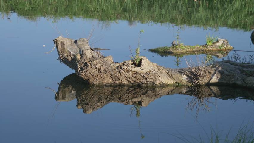 Clean Water on a log image - Free stock photo - Public Domain photo ...