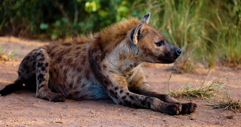 Matriarch Spotted Hyena Relaxing Outside Den Stock Footage Video (100% ...
