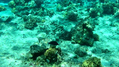 Red Sea Fauna Static Video Coral Stock Footage Video (100% Royalty-free ...
