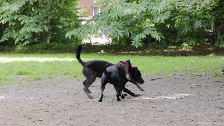 Two Black Dogs Play Fighting Dogpark Stock Footage Video (100% Royalty ...