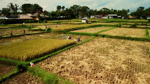Workers Processing Rice Grain On Plantation Stock Footage Video (100% ...