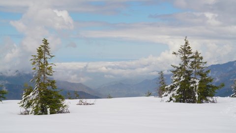 8k 7680x4320sparse Pine Saplings Forest On Stock Footage Video (100% ...