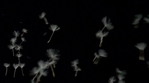 White Fluffy Dandelion Seeds Flying Floating Stock Footage Video (100% ...