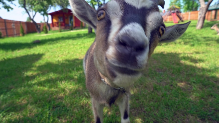 Screaming Goat Stock Videos – Royalty-Free HD & 4K Videos