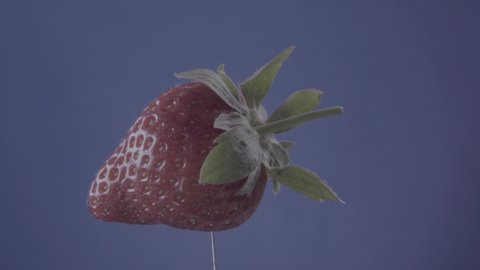 Strawberry Rotating Loop On Blue Screen Stock Footage Video (100% ...
