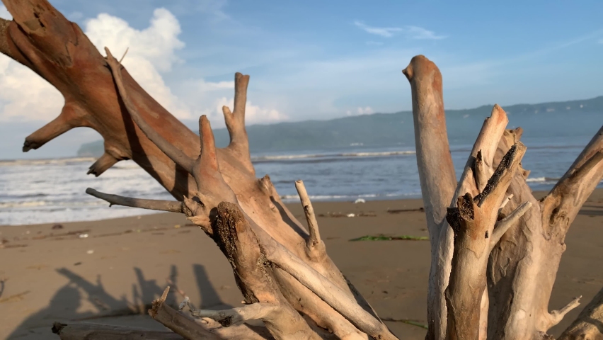 84 Sun root timber Stock Video Footage - 4K and HD Video Clips ...