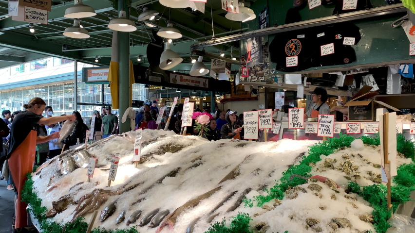 Fish Videos: 4K and HD Video Clips for Download