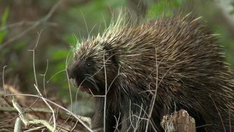 Porcupine Wanders Along Forest Floor Stock Footage Video (100% Royalty ...