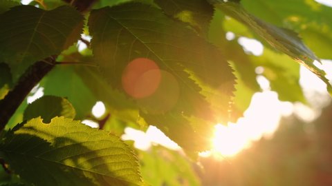 Beautiful Summer Sunshine Through Tree Green Stock Footage Video (100% ...