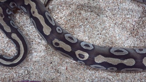 Ball Python Slithering Glass Cabinet Waiting Stock Footage Video (100% ...