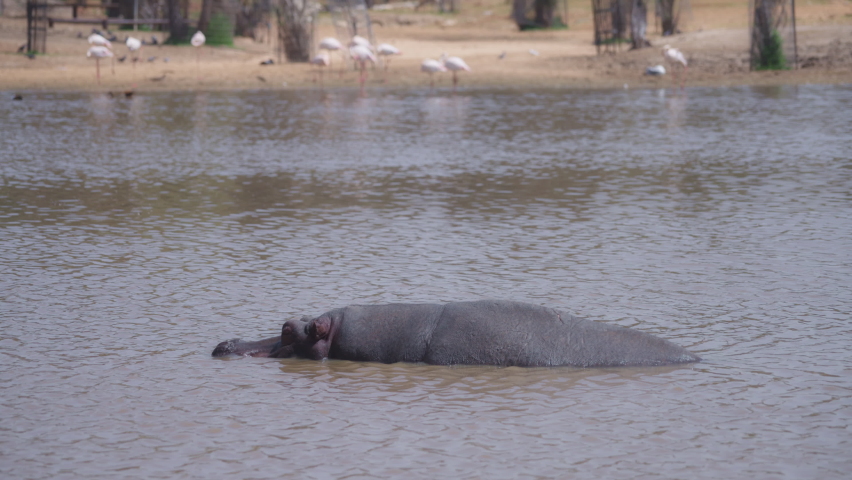Big Hippo Floating On Surface Lake Stock Footage Video (100% Royalty ...