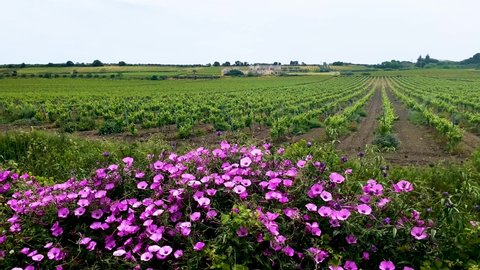 Shooting Delia Lake Castelvetrano Lake Surrounded Stock Footage Video ...