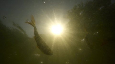 Underwater Scene Sun Shining Through Water Stock Footage Video (100% ...