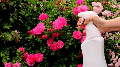 Rose Gardenhand Spraying Roses White Bottletreatment Stock Footage ...