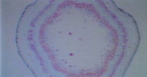 Vhs Recording Cotton Stem Under Microscope Stock Footage Video (100% ...