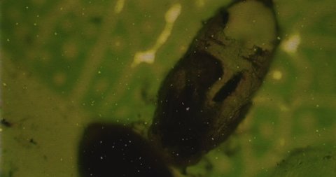 Infected Tree Leaf Under Microscope Dead Stock Footage Video (100% ...