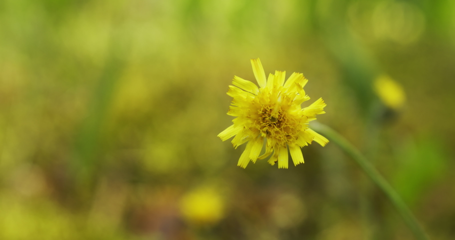 1 Mouse ear hawkweed flower Stock Video Footage - 4K and HD Video Clips ...
