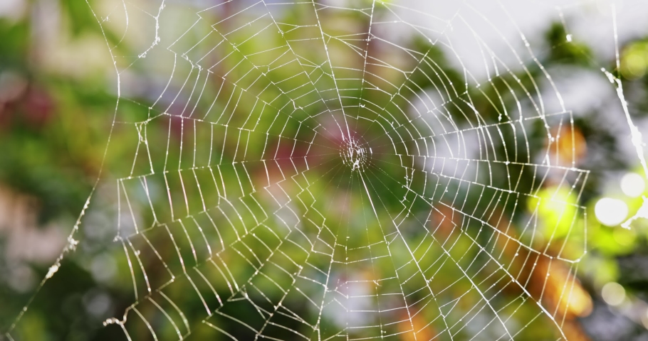Spider in the Web image - Free stock photo - Public Domain photo - CC0 ...