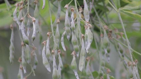 Close Highly Poisonous Seed Pods Common Stock Footage Video (100% ...