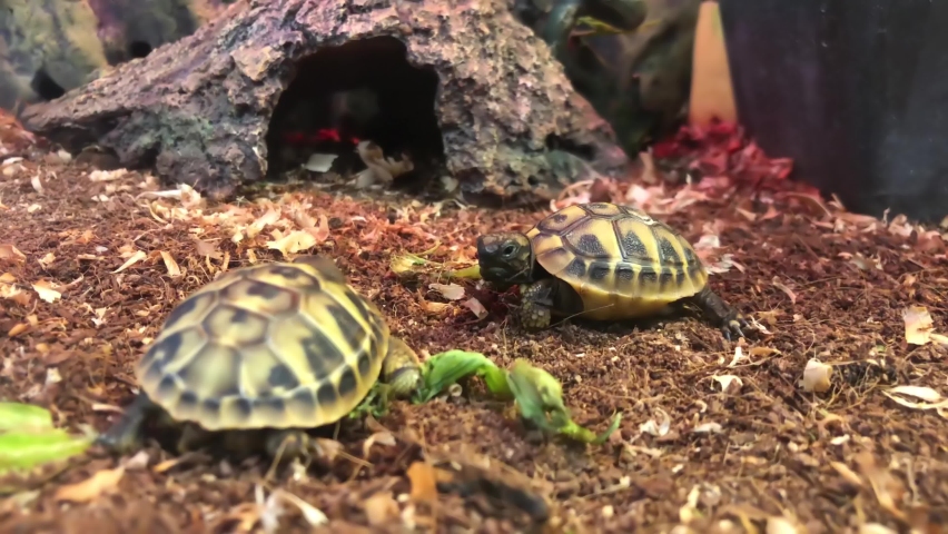 272 Turtle shell breed Stock Video Footage - 4K and HD Video Clips ...