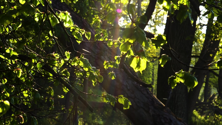 167 Alnus tree Stock Video Footage - 4K and HD Video Clips | Shutterstock