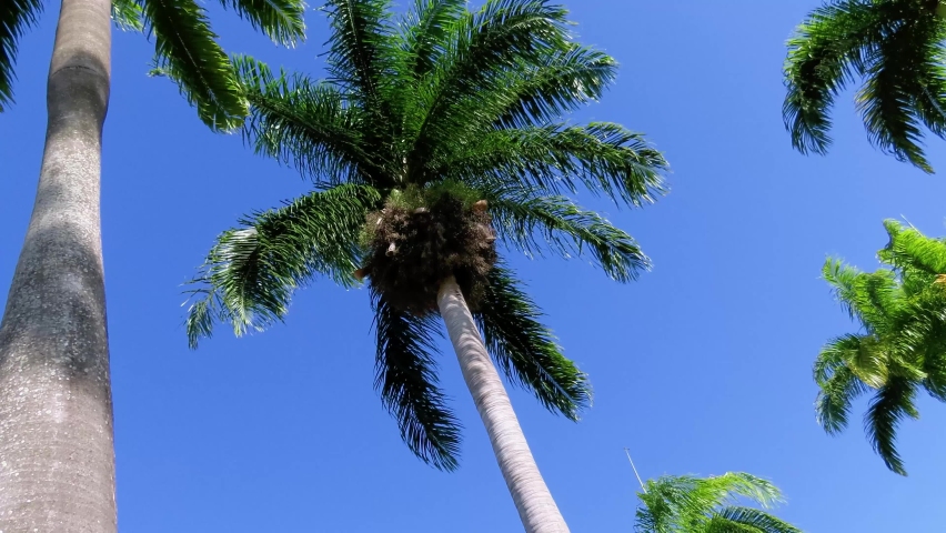 83 Imperial palm trees Stock Video Footage - 4K and HD Video Clips ...