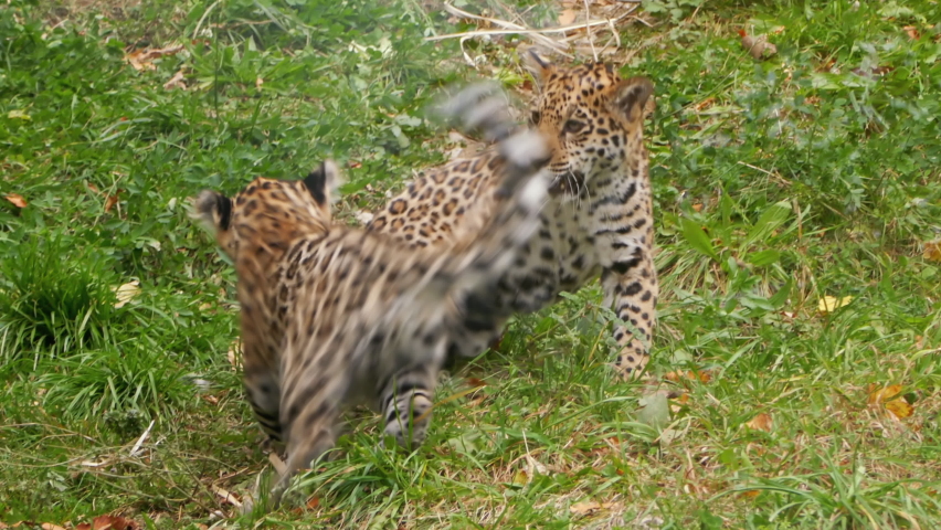 Two Leopards in the wild image - Free stock photo - Public Domain photo ...