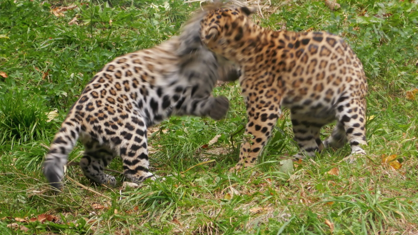 Two Leopards in the wild image - Free stock photo - Public Domain photo ...