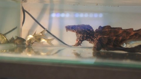 Alligator Snapping Turtle Eating Fish Stock Footage Video (100% Royalty ...