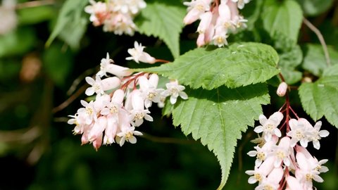 Neillia Sinensis Bloom Garden Stock Footage Video (100% Royalty-free ...