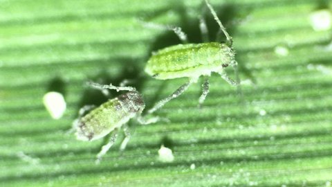 Insect Aphids Under Optical Microscope Magnification Stock Footage ...