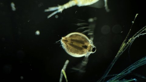Water Flea Under Optical Microscope Magnification Stock Footage Video ...
