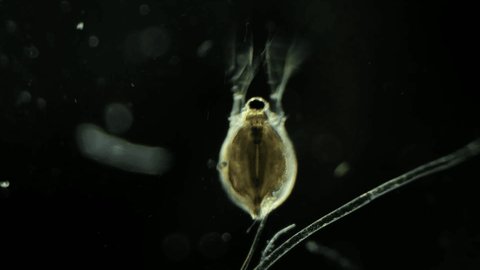 Water Flea Under Optical Microscope Magnification Stock Footage Video ...