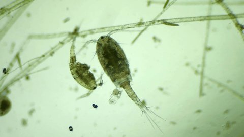 Copepods Under Optical Microscope Magnification 40x Stock Footage Video ...