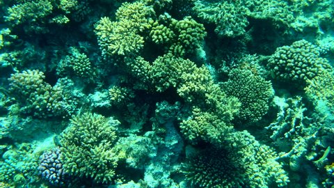 Red Sea Fauna Static Video Coral Stock Footage Video (100% Royalty-free ...