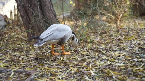 Spotted Headed Geese Walk On Fallen Stock Footage Video (100% Royalty ...