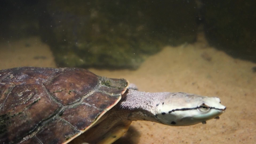 2 Toad headed turtle Stock Video Footage - 4K and HD Video Clips ...