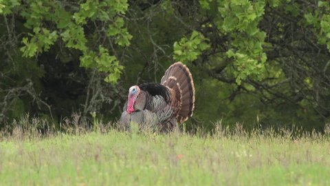 Gobbler Strutting Open Field Spring Stock Footage Video (100% Royalty ...
