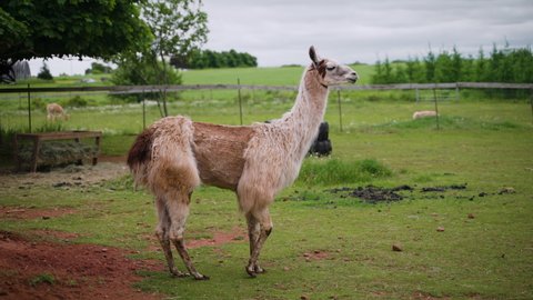 Large Partially Sheared Llama Stands Proudly Stock Footage Video (100% Royalty-free) 1091763155 ...