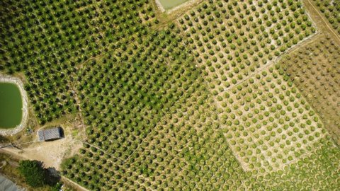 Aerial Top Down Zoom Dragon Fruit Stock Footage Video (100% Royalty ...