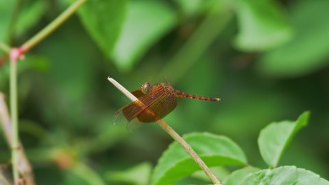 Dragonfly Catch On Limb Orange Dragonfly Stock Footage Video (100% ...